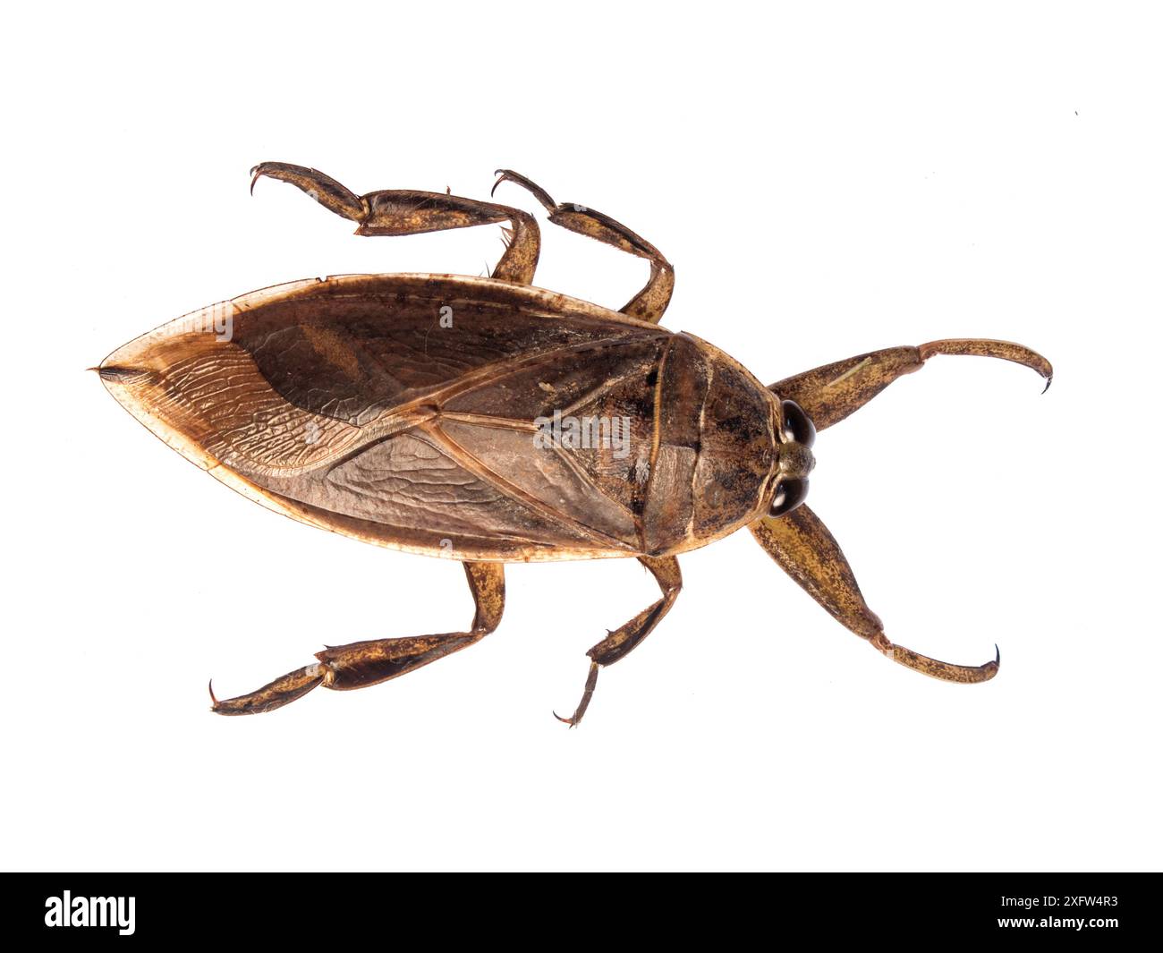 Giant water bug (Belostomatidae) Tapirai, Sao Paulo, Brazil. Atlantic ...