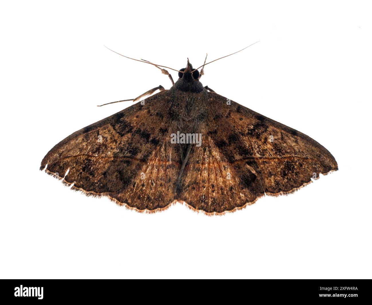 Brazil moths hi-res stock photography and images - Alamy
