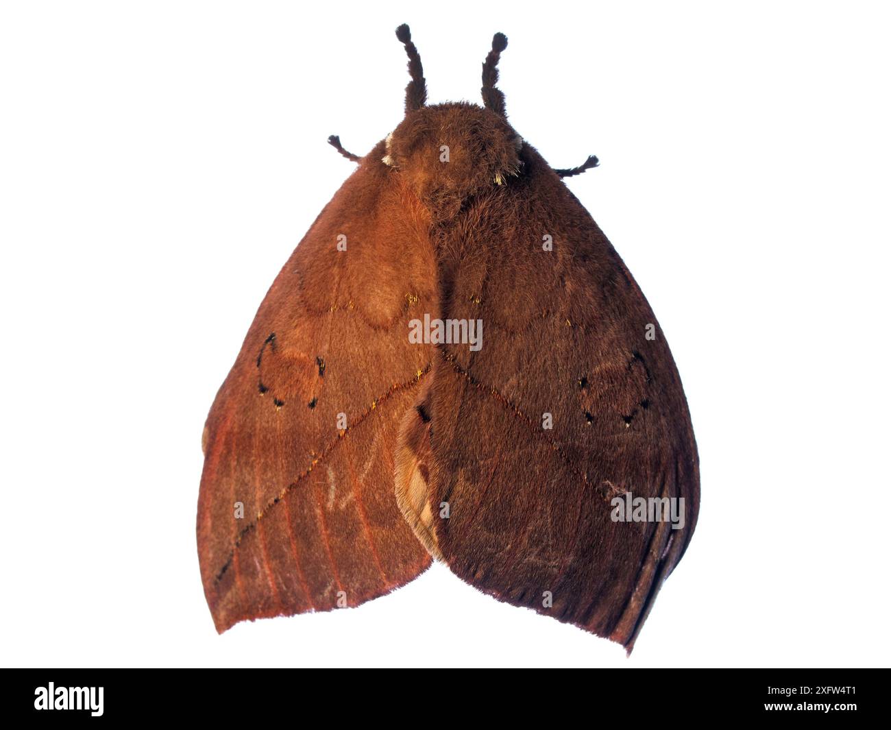 Saturniid moth pseudoautomeris sp hi-res stock photography and images ...