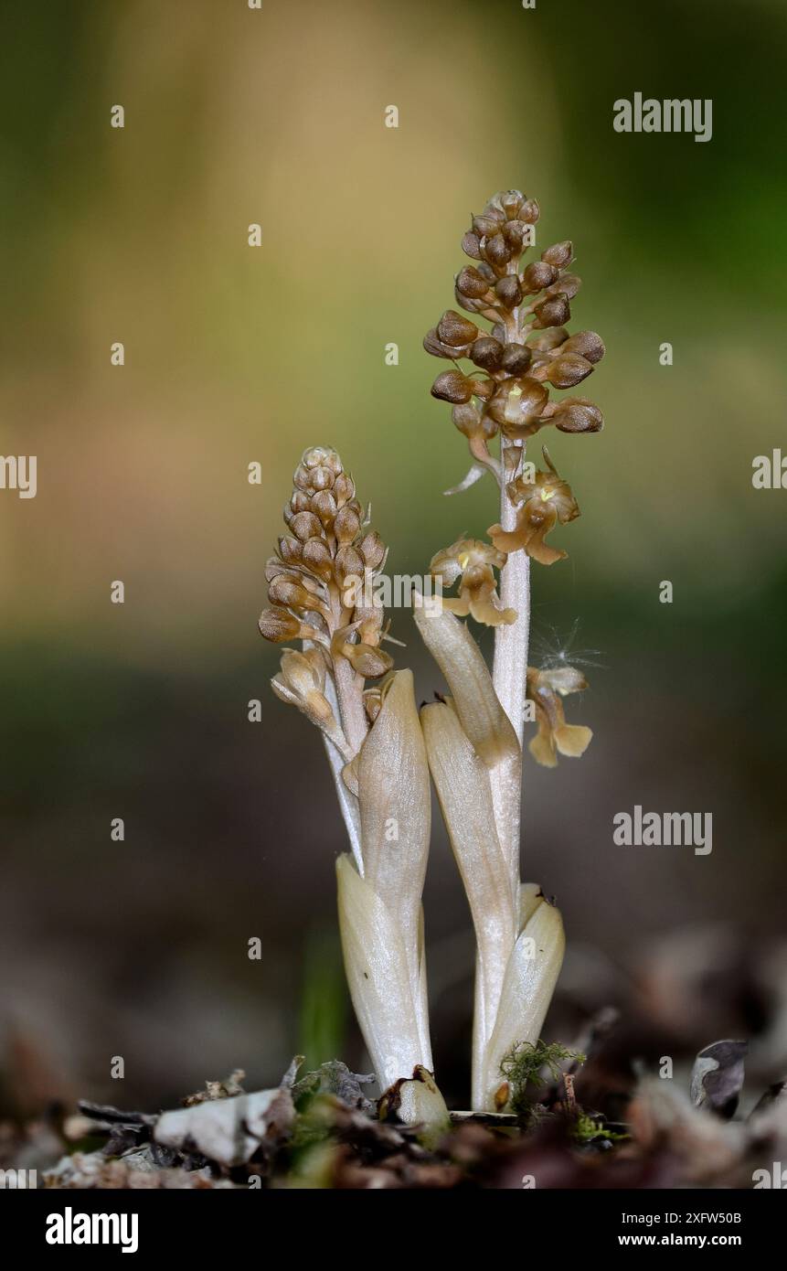 Birdsnest orchid (Neottia nidus-avis) in flower, Dorset, UK May Stock ...