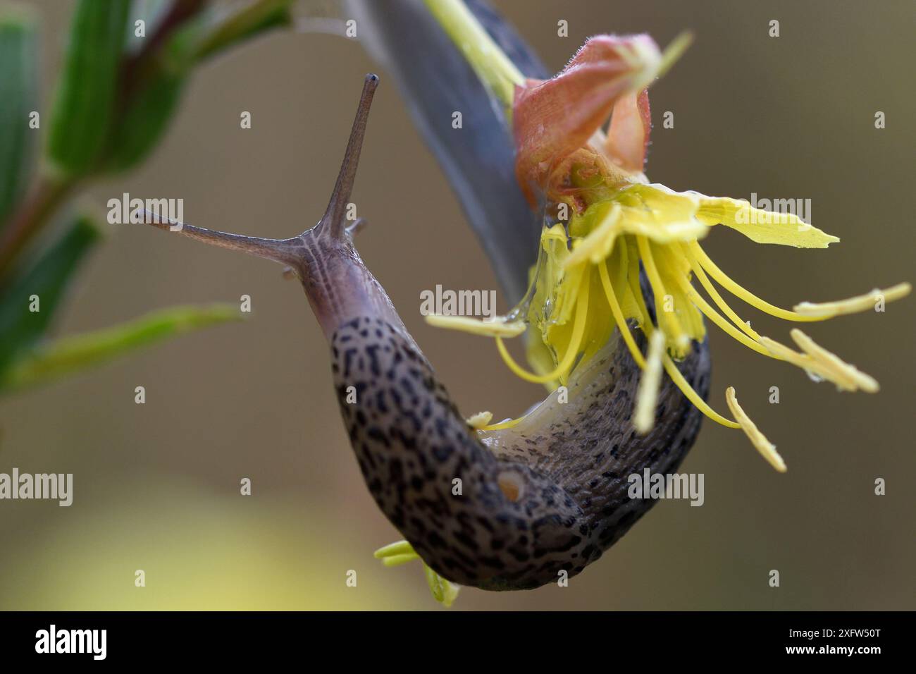 Slug (Limax maximus) on Common evening-primrose (Oenothera biennis ...