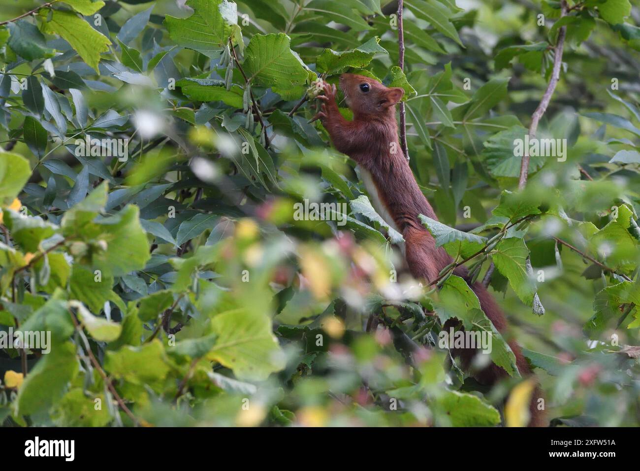 Squirrels of france hi-res stock photography and images - Alamy