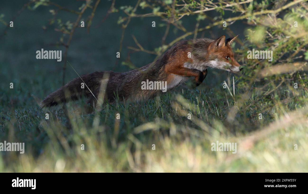 Leaping fox hi-res stock photography and images - Alamy