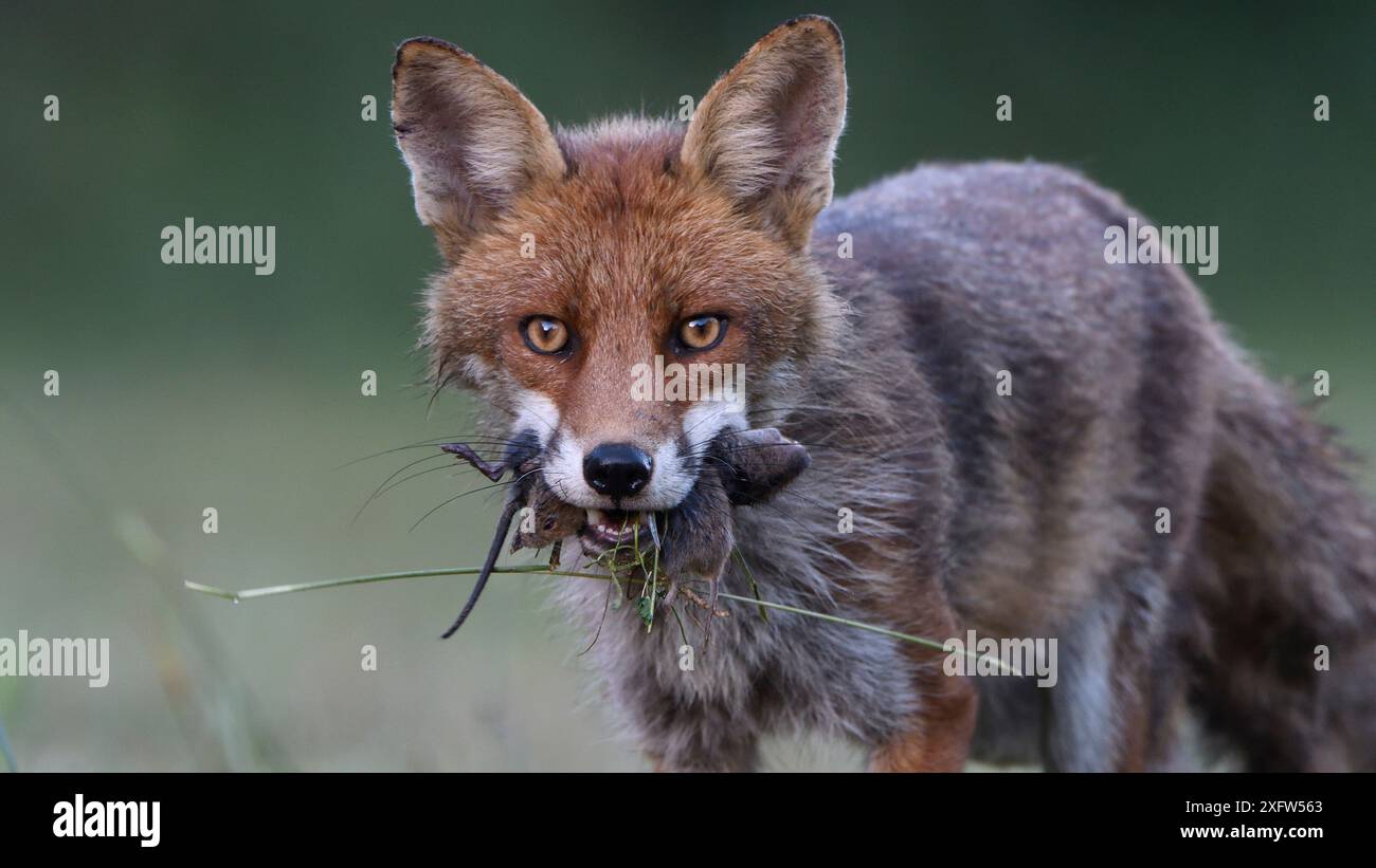 Red fox (Vulpes vulpes) with vole prey, Vosges, France, July Stock ...