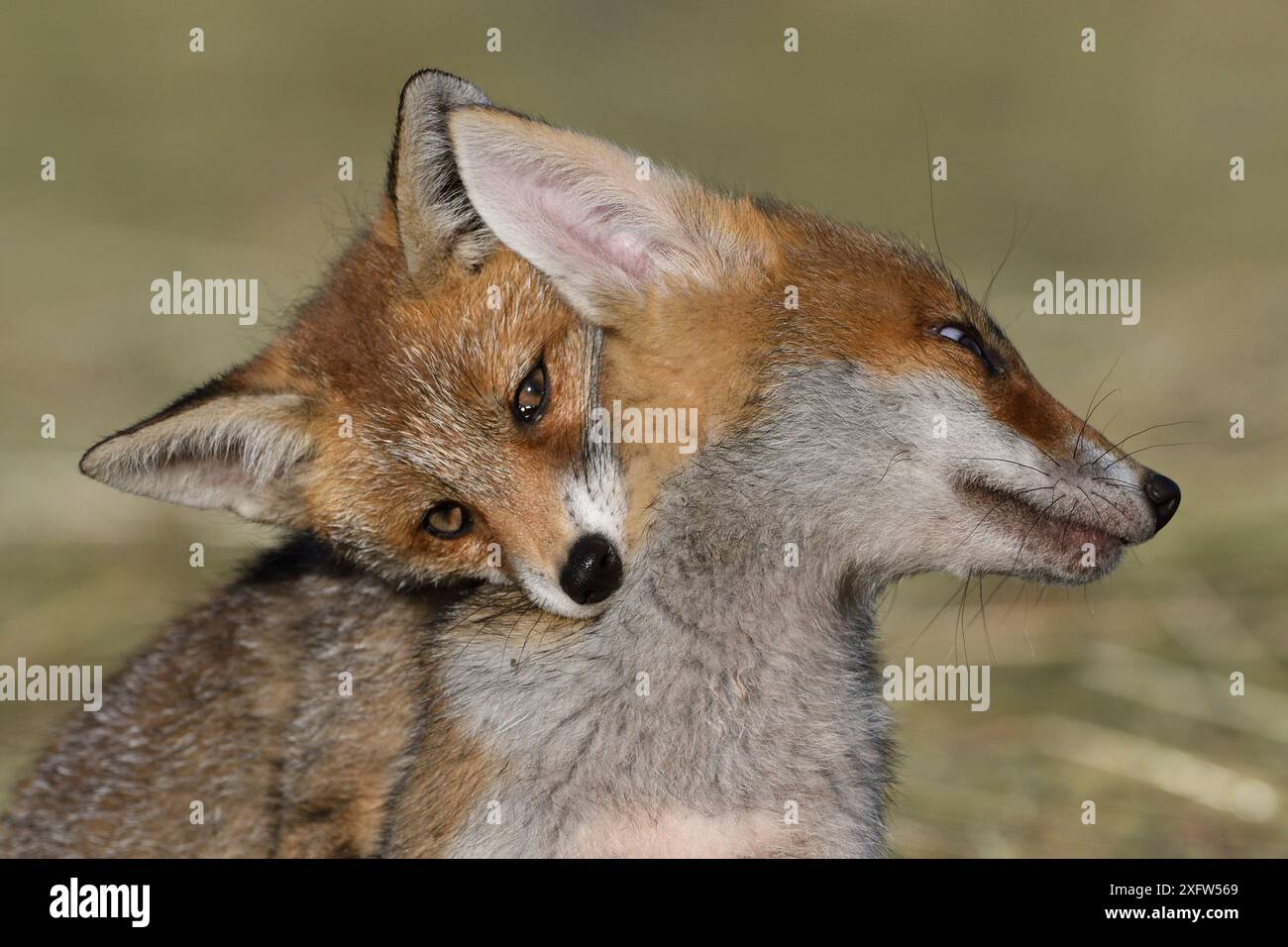 Red fox (Vulpes vulpes) pups playing, Vosges, France, June Stock Photo ...