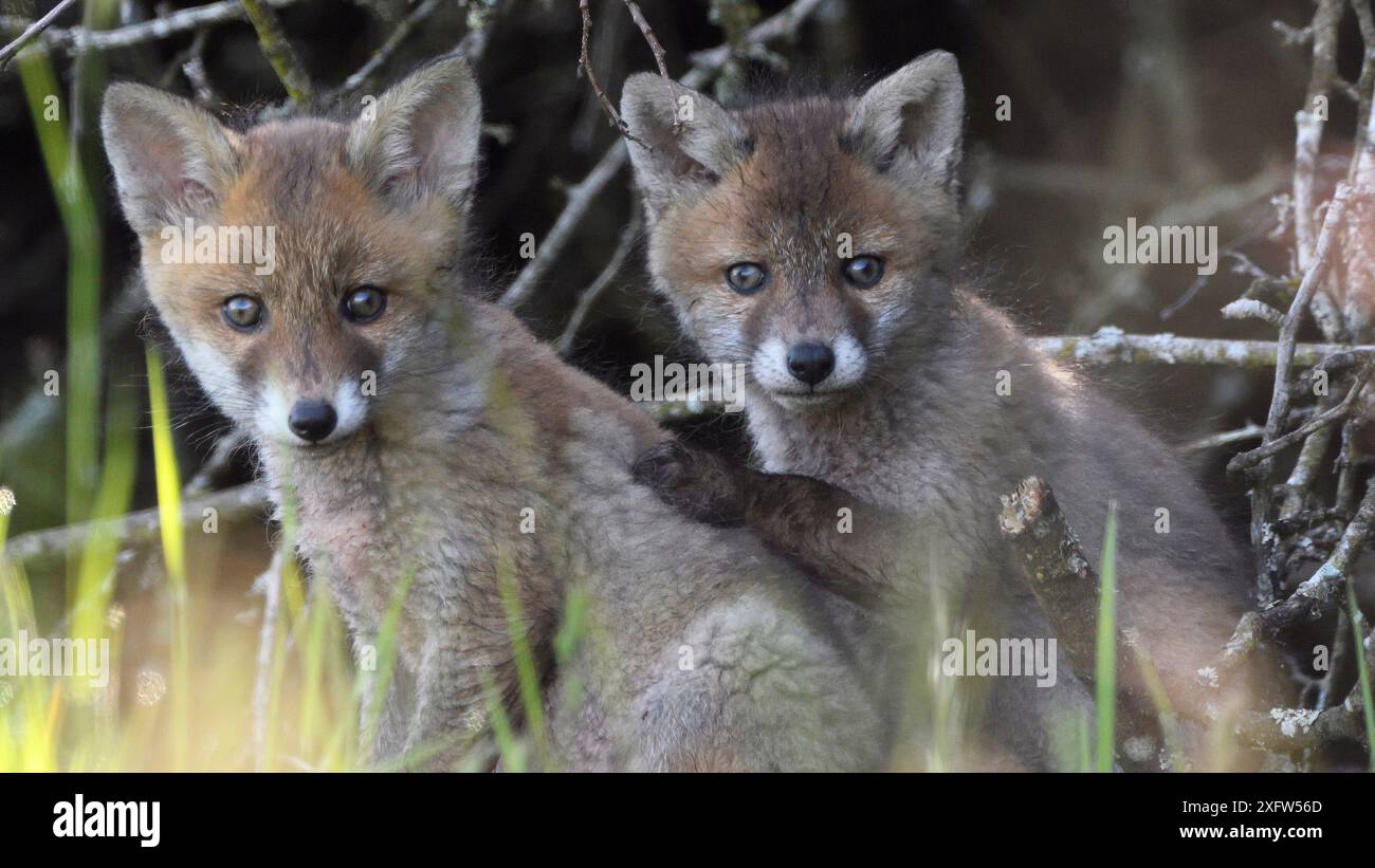 Red-fox (Vulpes vulpes) two pups, Renardeaux, Vosges, France, May Stock ...