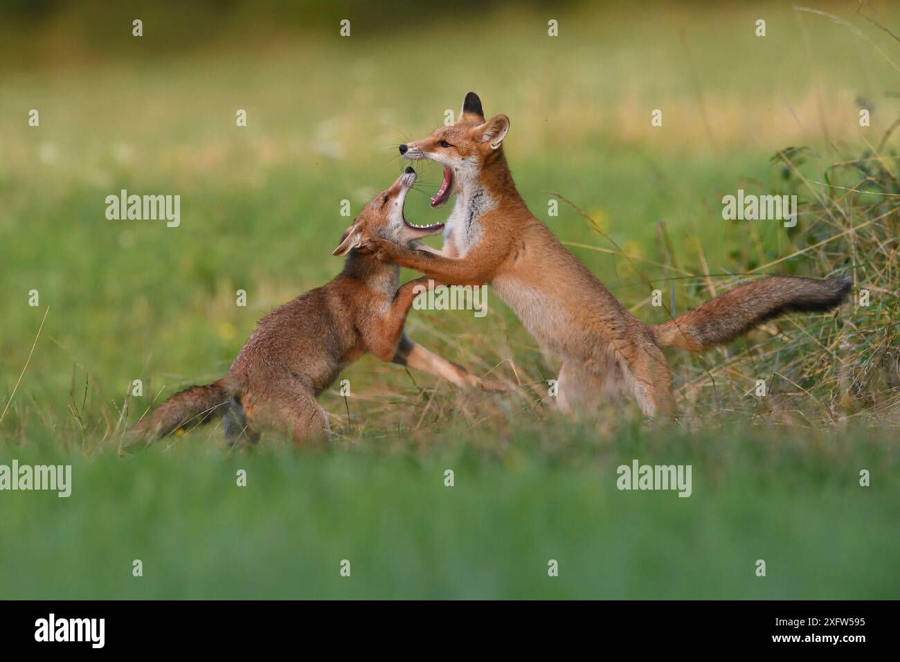 Red fox (Vulpes vulpes) pups playing, Vosges, France, July Stock Photo ...