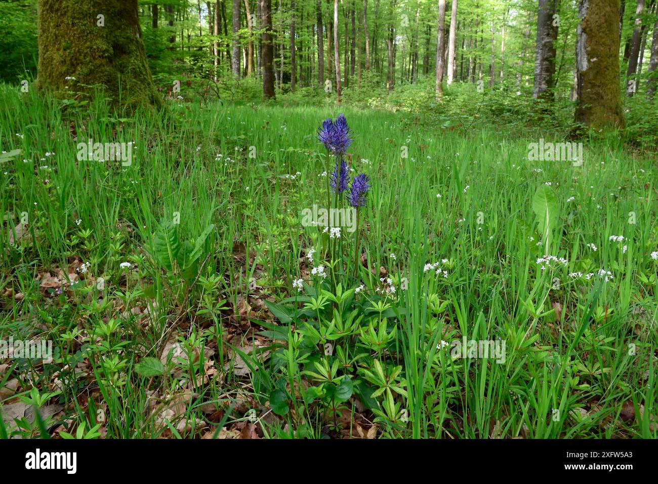 Black rampion phyteuma nigrum hi-res stock photography and images - Alamy