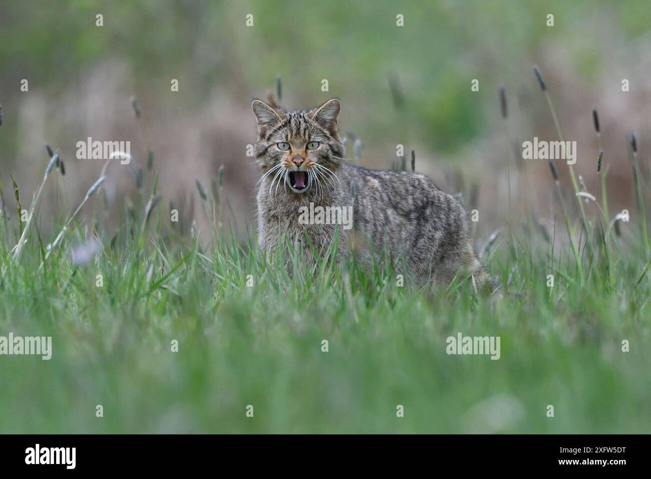 Wild cat (Felis silvestris) hissing, looking at the camera, Vosges ...