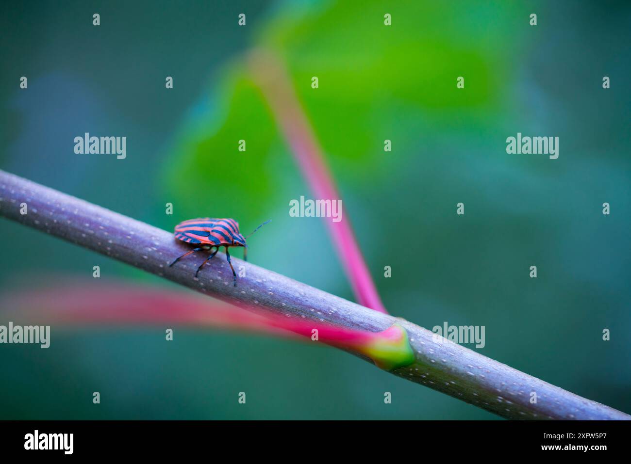 Italian striped bug (Graphosoma lineatum), Redes Natural Park, Caso ...