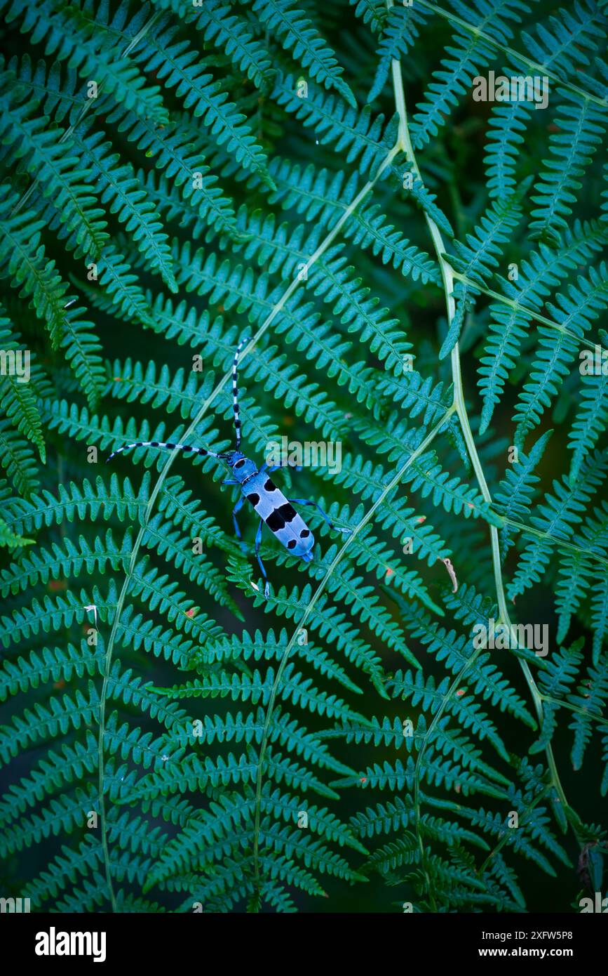 Rosalia longicorn (Rosalia alpina), on fern, Redes Natural Park, Caso ...