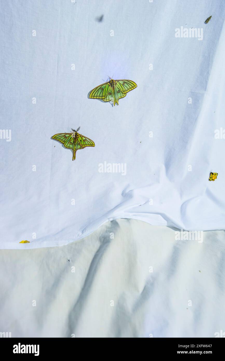 Moths attracted to light hi-res stock photography and images - Alamy