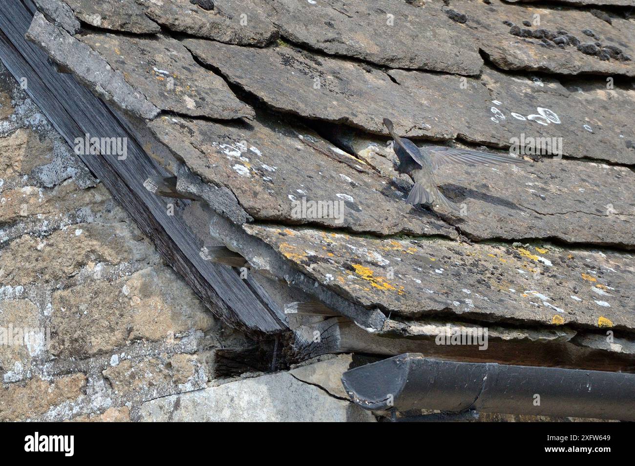 Common swift (Apus apus) flying to its nest site under roof tiles on an ...