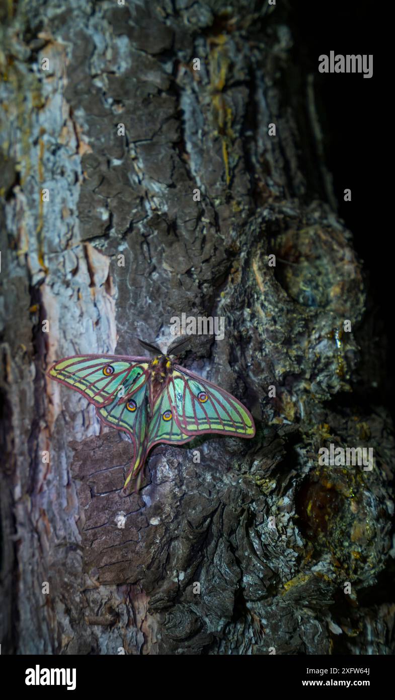 Spanish moon moth hi-res stock photography and images - Alamy