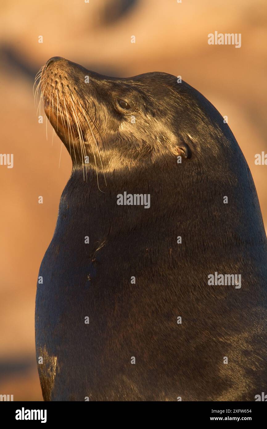Californian sea lion (Zalophus californianus) male, Los Islotes ...