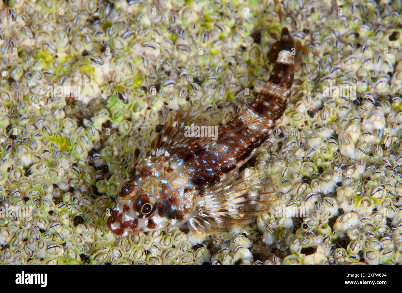 Lizard triplefin (Crocodilichthys gracilis), Salsipuedes Island ...