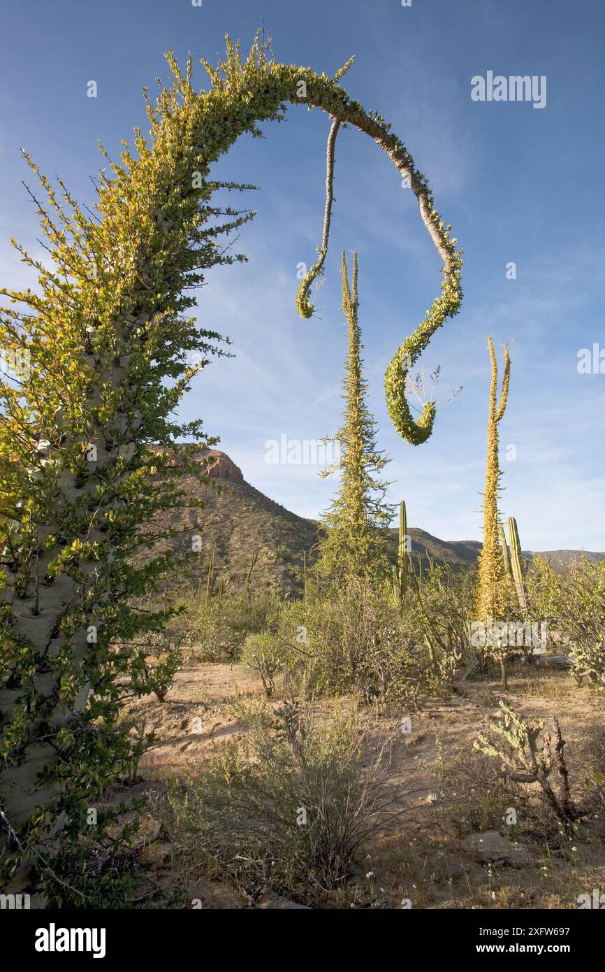 Boojum tree (Fouquieria columnaris), Sonoran Desert, Valle de los Cirios Biosphere Reserve, Baja ...