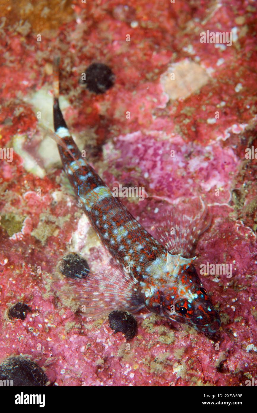 Lizard triplefin (Crocodilichthys gracilis), Salsipuedes Island ...