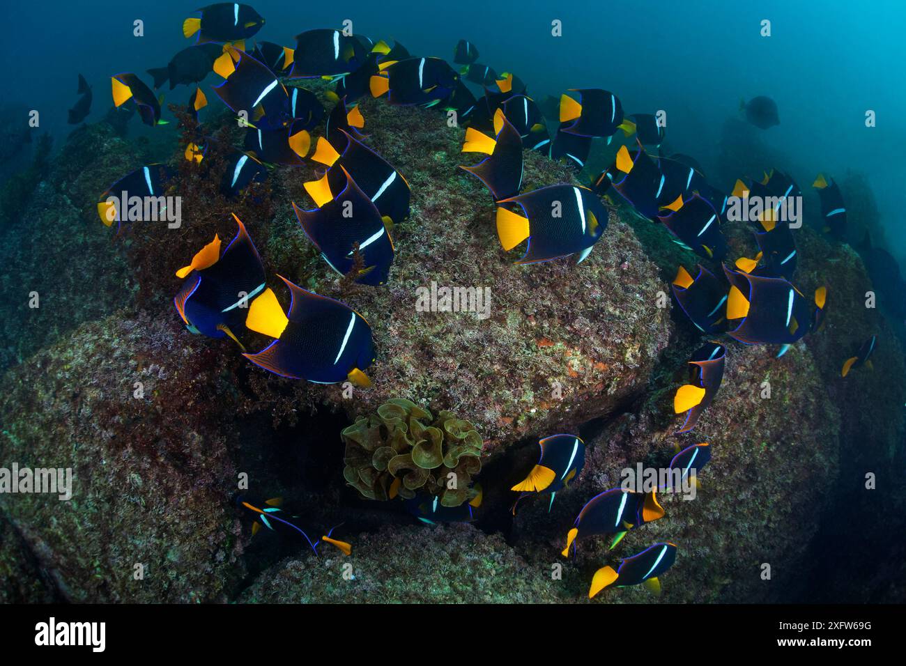 King angelfish (Holacanthus passer), San Pedro Martir Island Protected ...