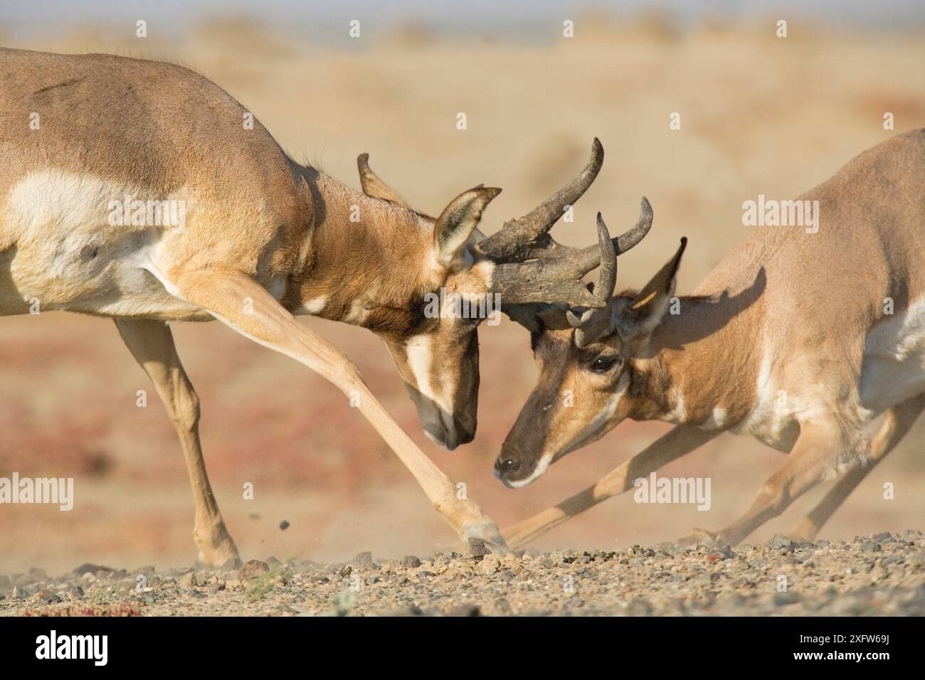 Peninsular pronghorn antelope (Antilocapra americana peninsularis ...