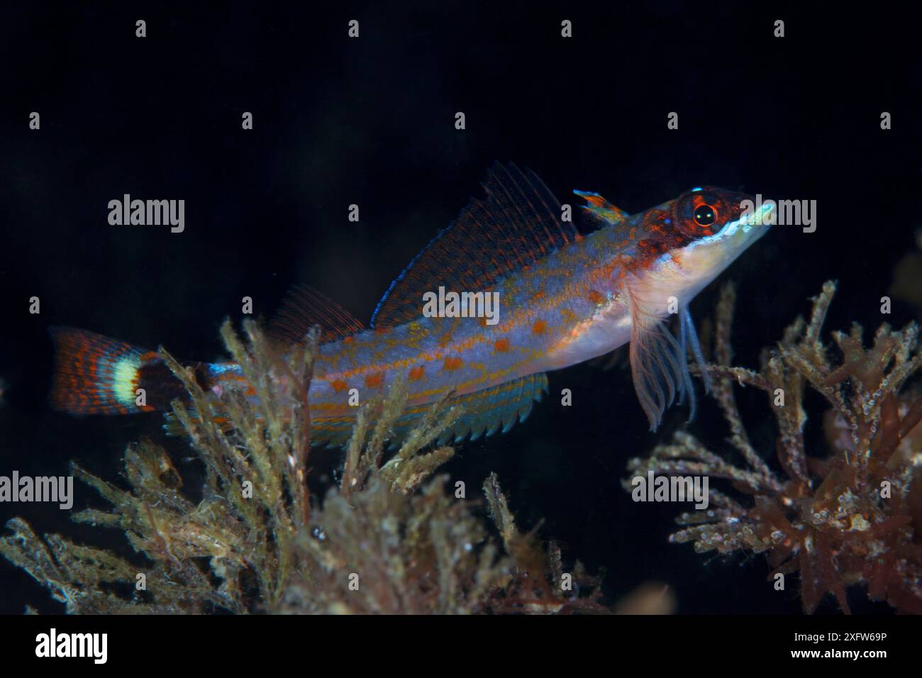 Lizard triplefin (Crocodilichthys gracilis), Angel de la Guarda Island ...