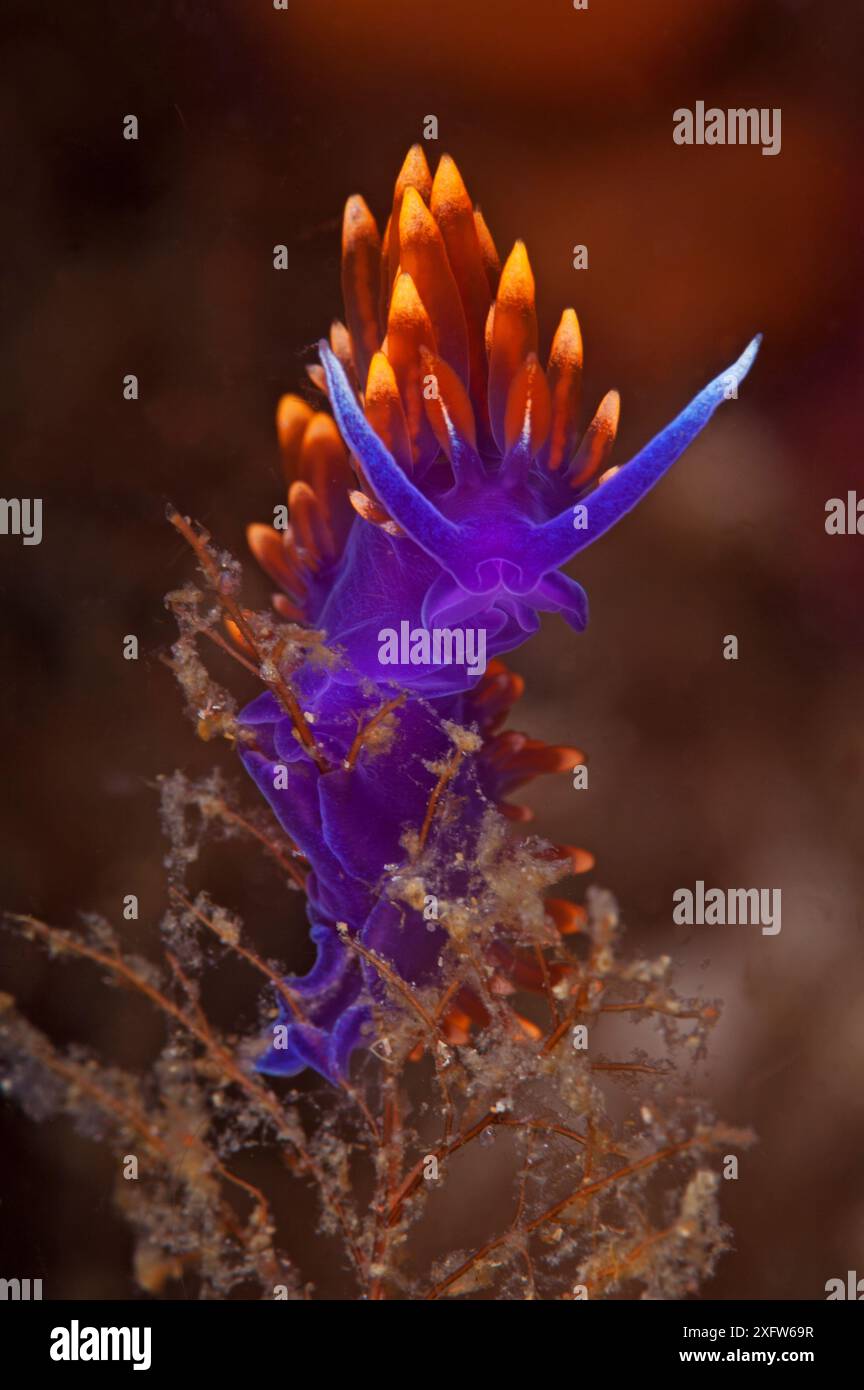Spanish shawl nudibranch (Flabellina iodinea), Salsipuedes Island ...