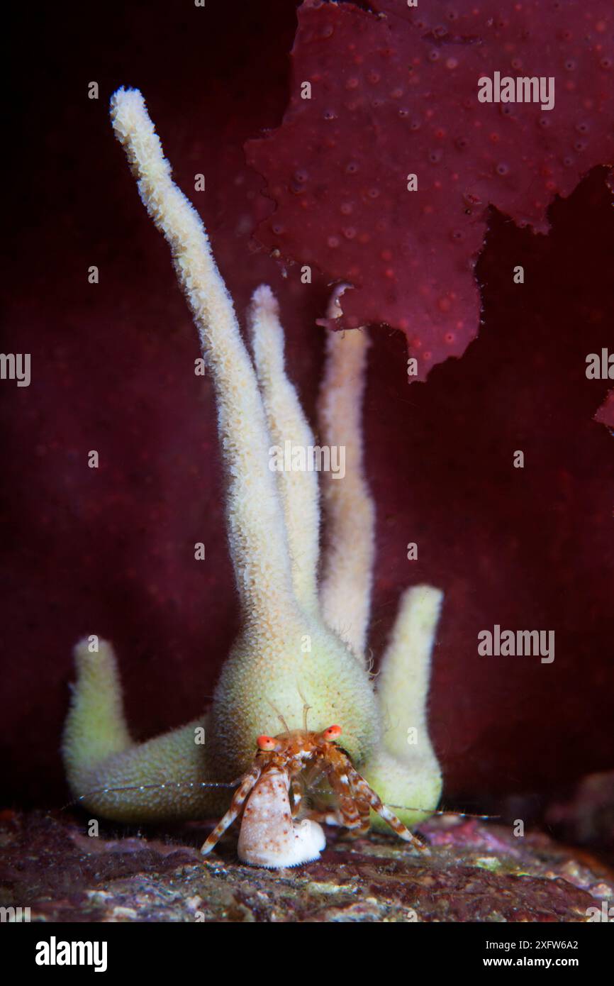 Staghorn hermit crab (Manucomplanus varians) and Staghorned Hydrocoral ...