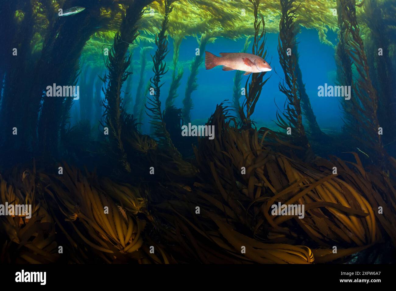 California sheephead (Semicossyphus pulcher), San Benitos Islands, Baja ...