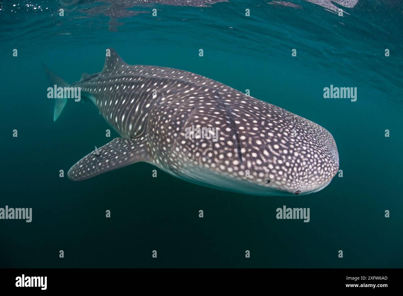 Species injuries hi-res stock photography and images - Alamy