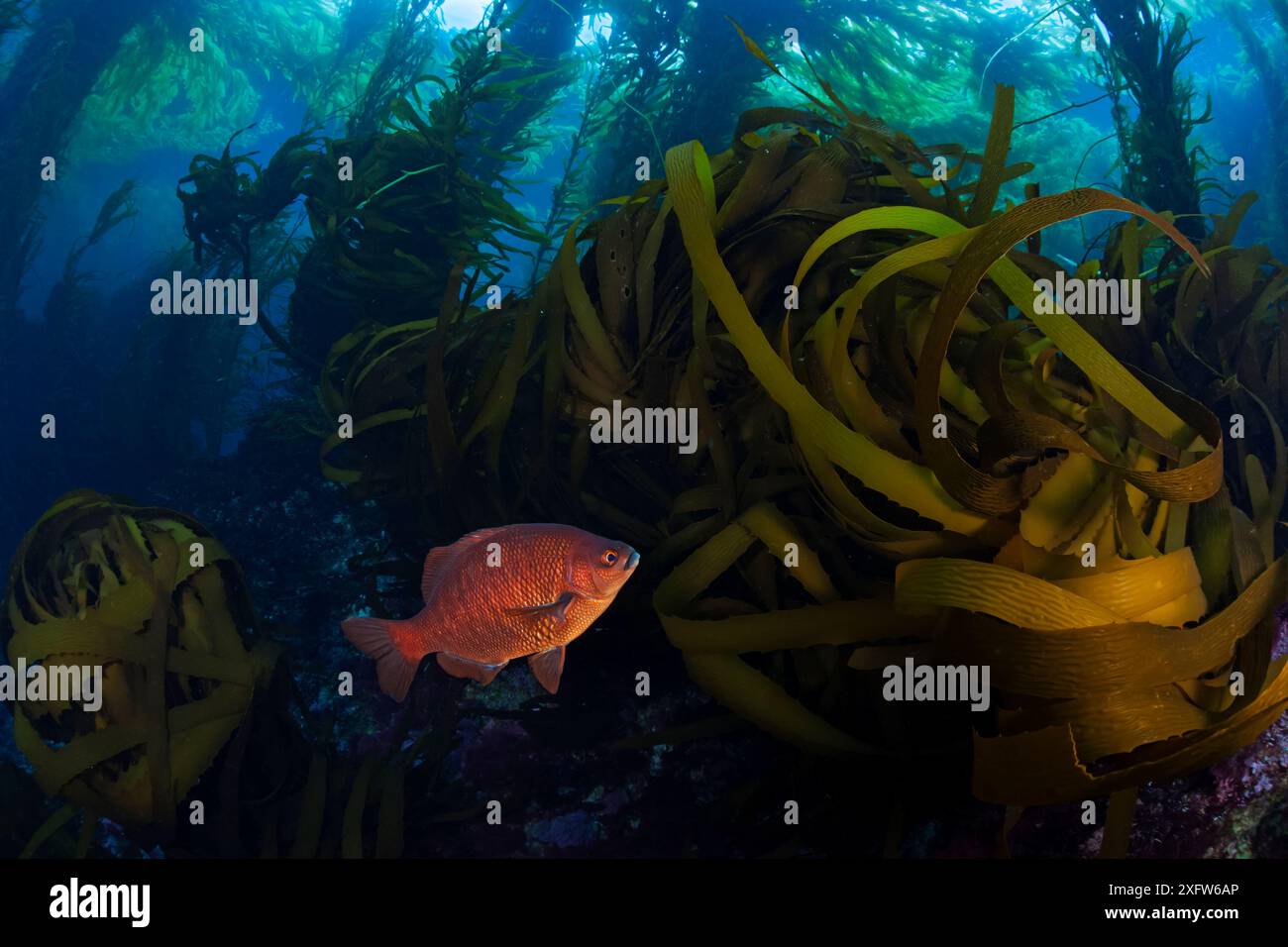 Black surfperch (Embiotoca jacksoni) among Southern sea palm (Eisenia ...