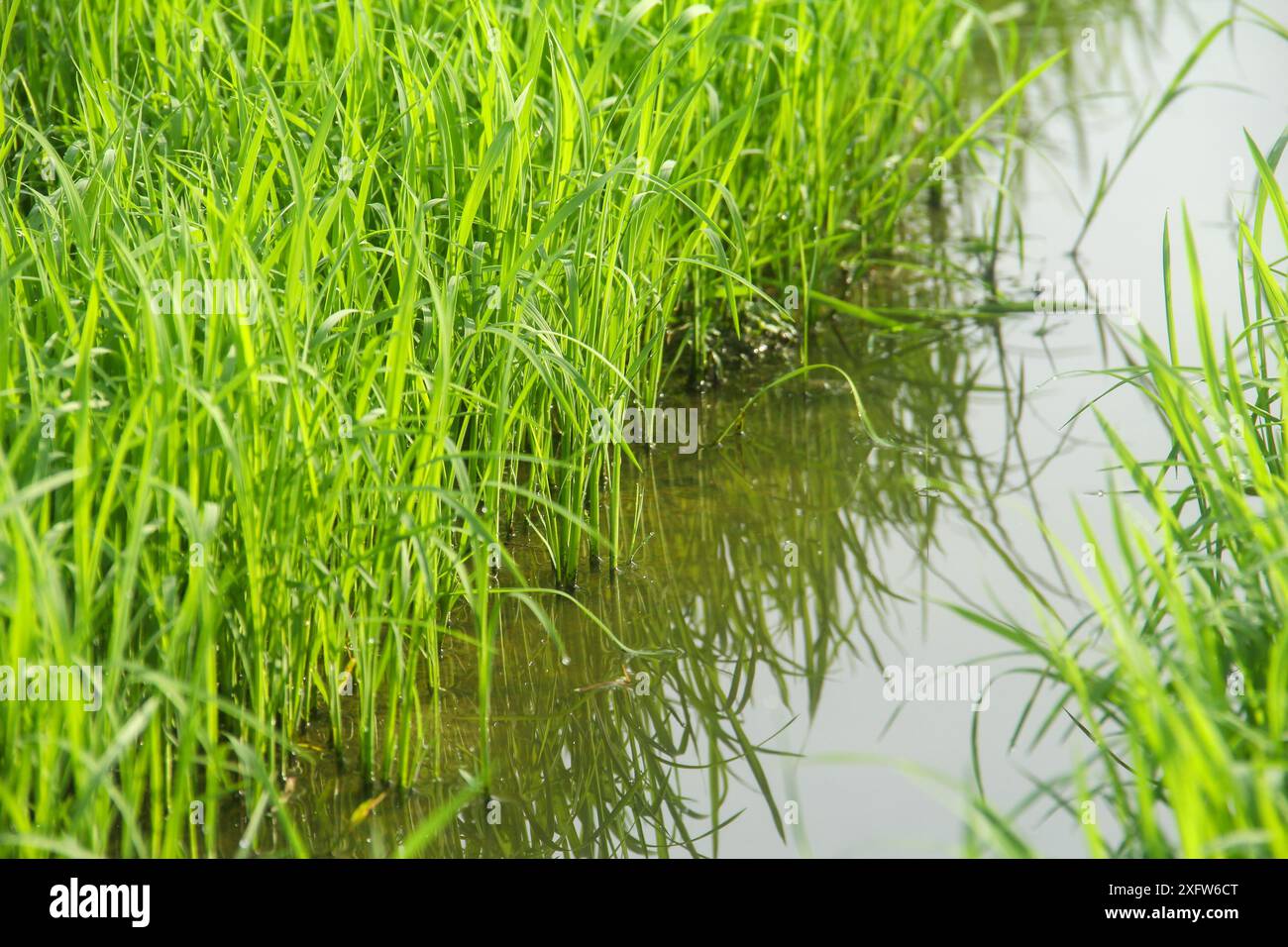 Seeding rice plants before moving them to rice fields for enlargement ...