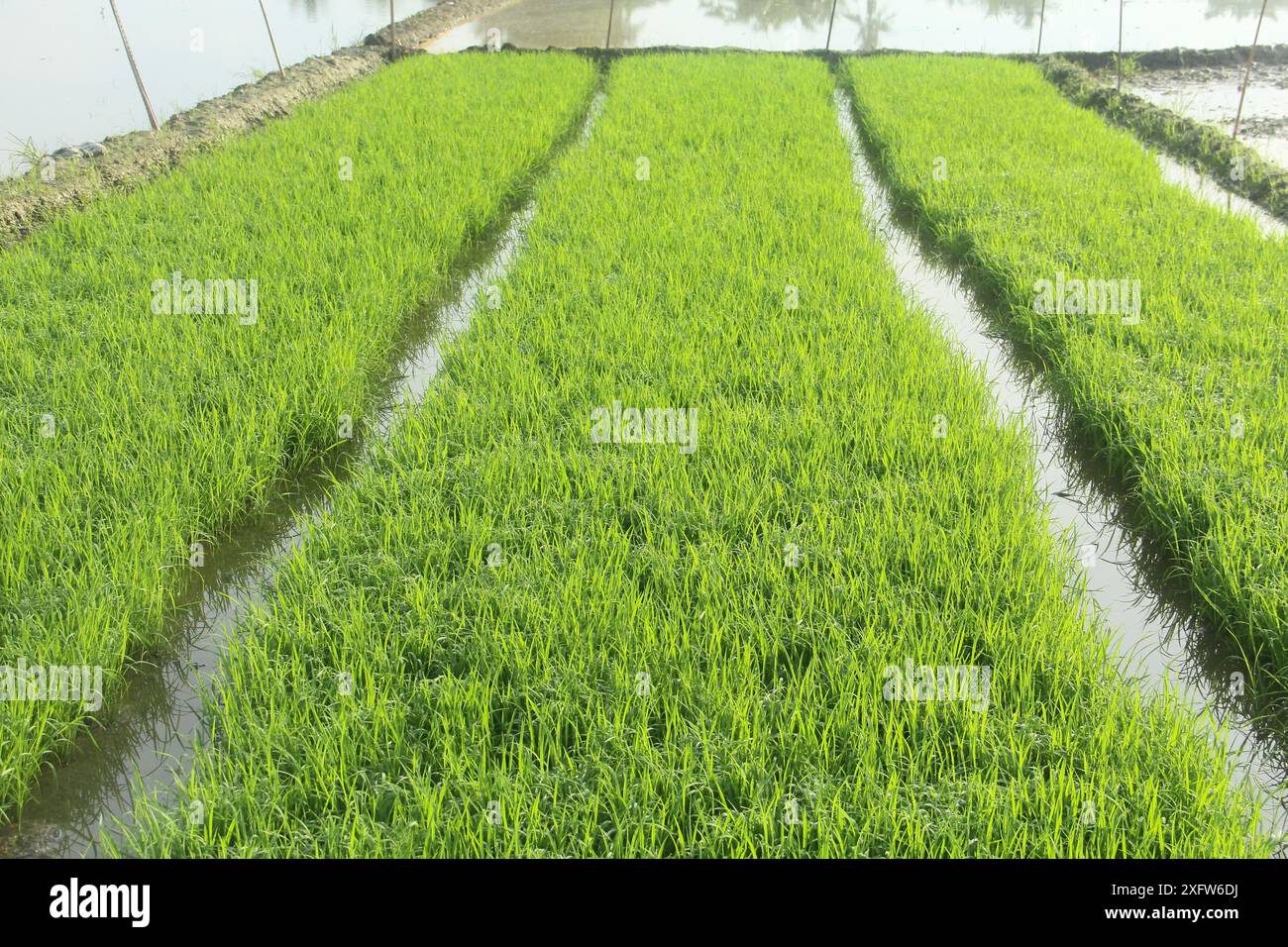 Seeding rice plants before moving them to rice fields for enlargement ...