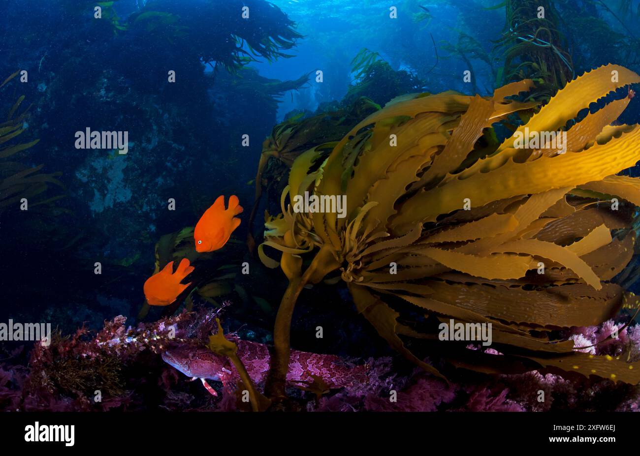 Garibaldi (Hypsypops rubicundus) and Giant kelpfish (Heterostichus ...
