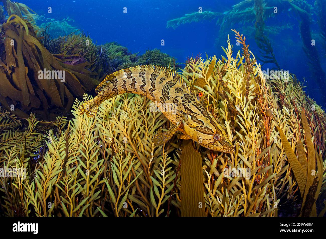 Giant kelpfish (Heterostichus rostratus), San Benitos Islands, Baja ...