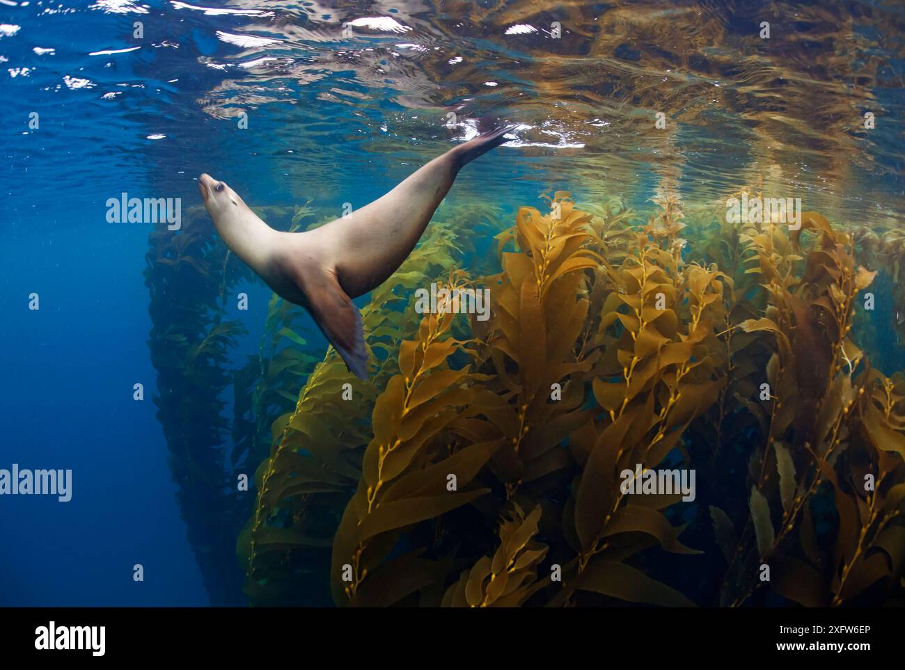 Californian sea lion (Zalophus californianus) and Giant kelp ...