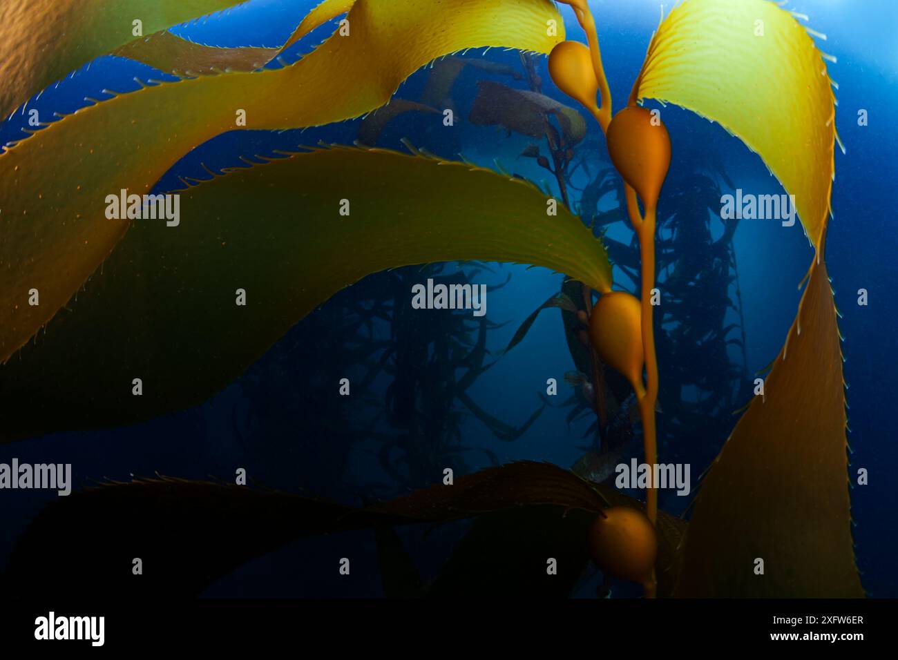 Giant kelp (Macrocystis pyrifera) forest, Cedros Island, Pacific Ocean ...