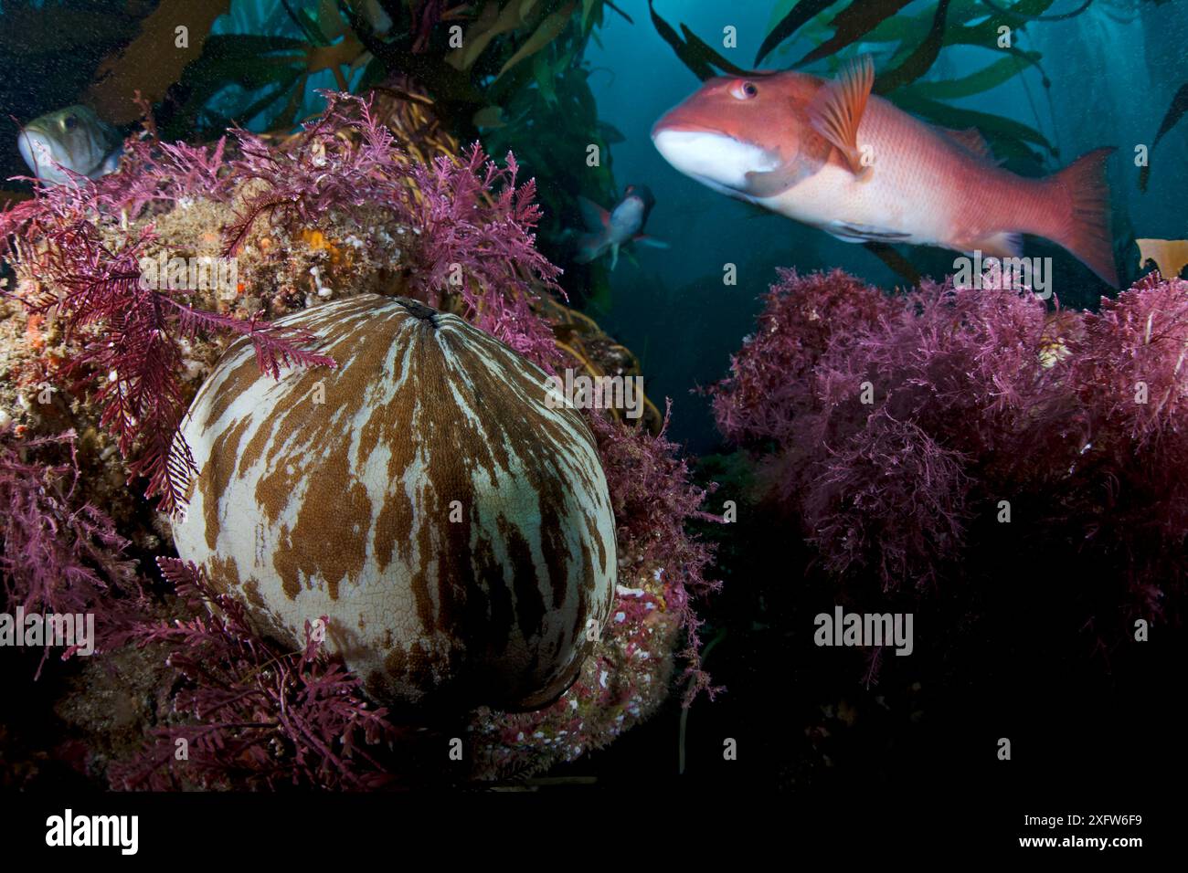 Giant keyhole limpet (Megathura crenulata) and California sheephead ...