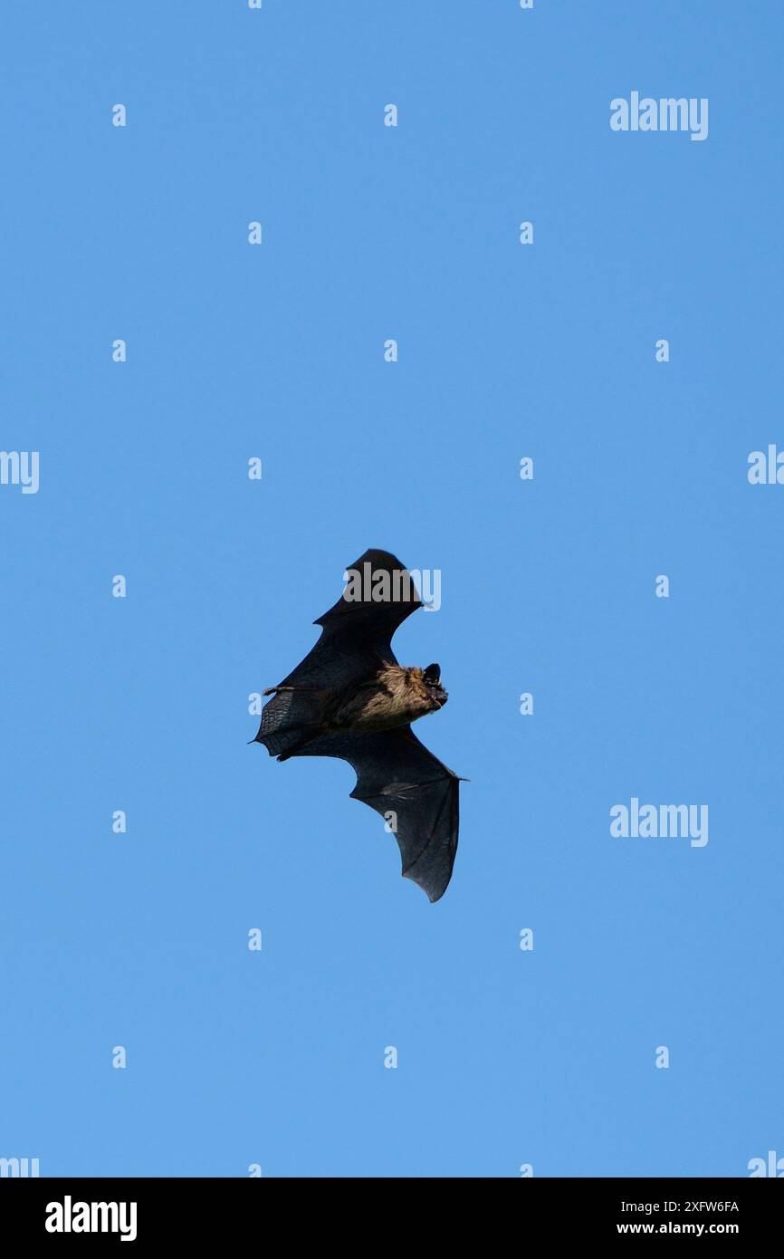 Daubenton's bat (Myotis daubentonii) migrant hunting in daylight for ...