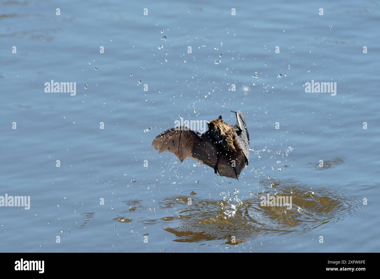 Daubenton's bat (Myotis daubentonii) migrant hunting in daylight for ...