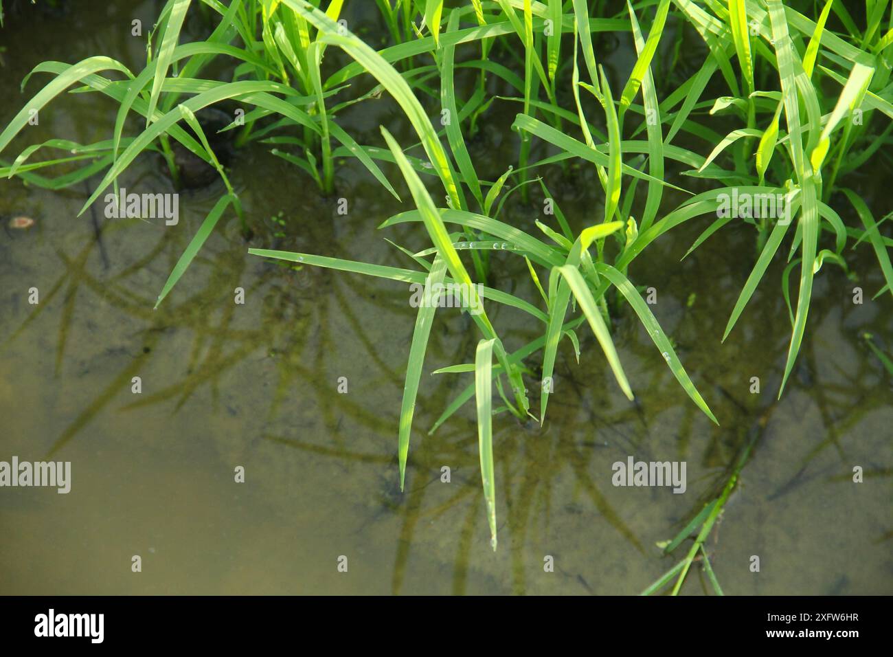 Rice seeding hi-res stock photography and images - Alamy
