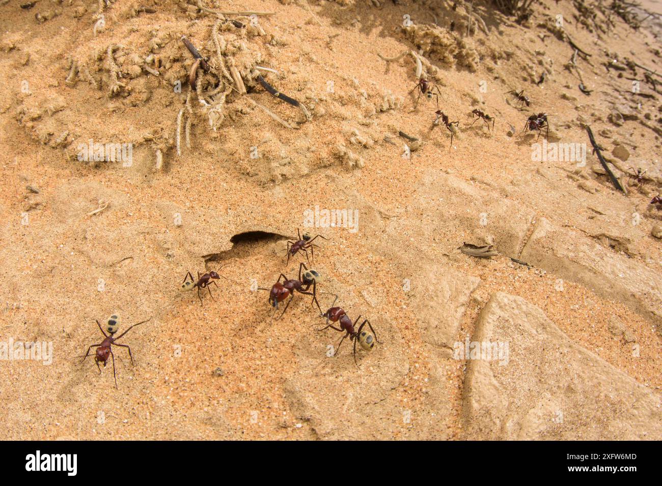 Ant colony nests hi-res stock photography and images - Alamy