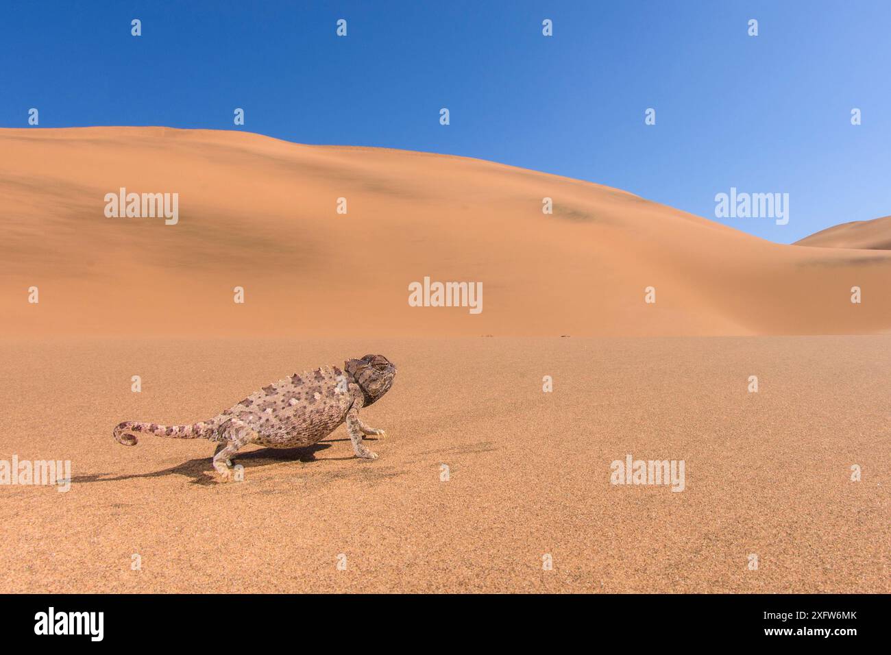 Namaqua chameleon (Chamaeleo namaquensis) adult female walking on a ...