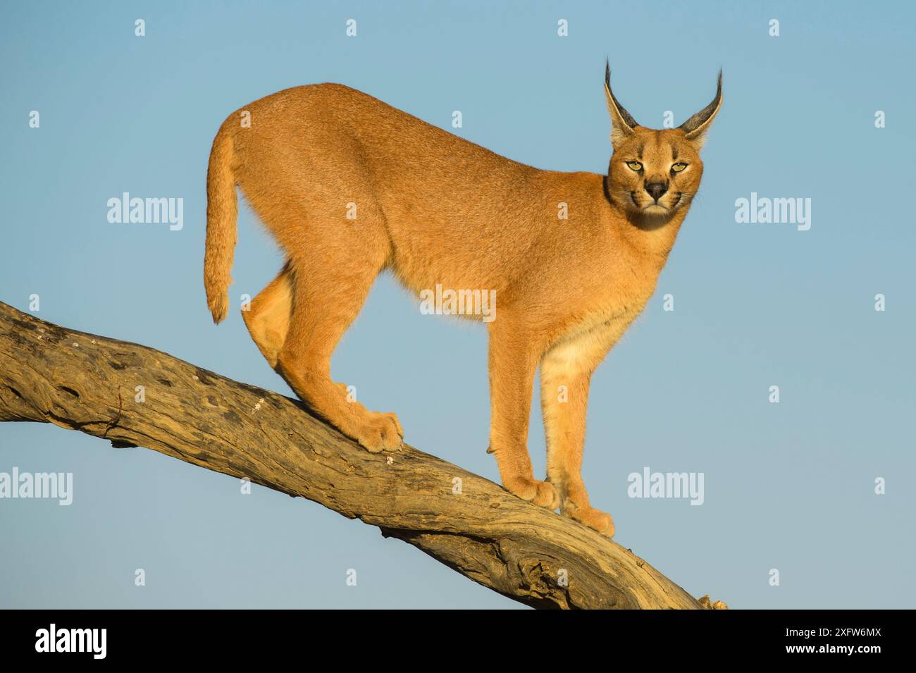 Asian caracal hi-res stock photography and images - Alamy