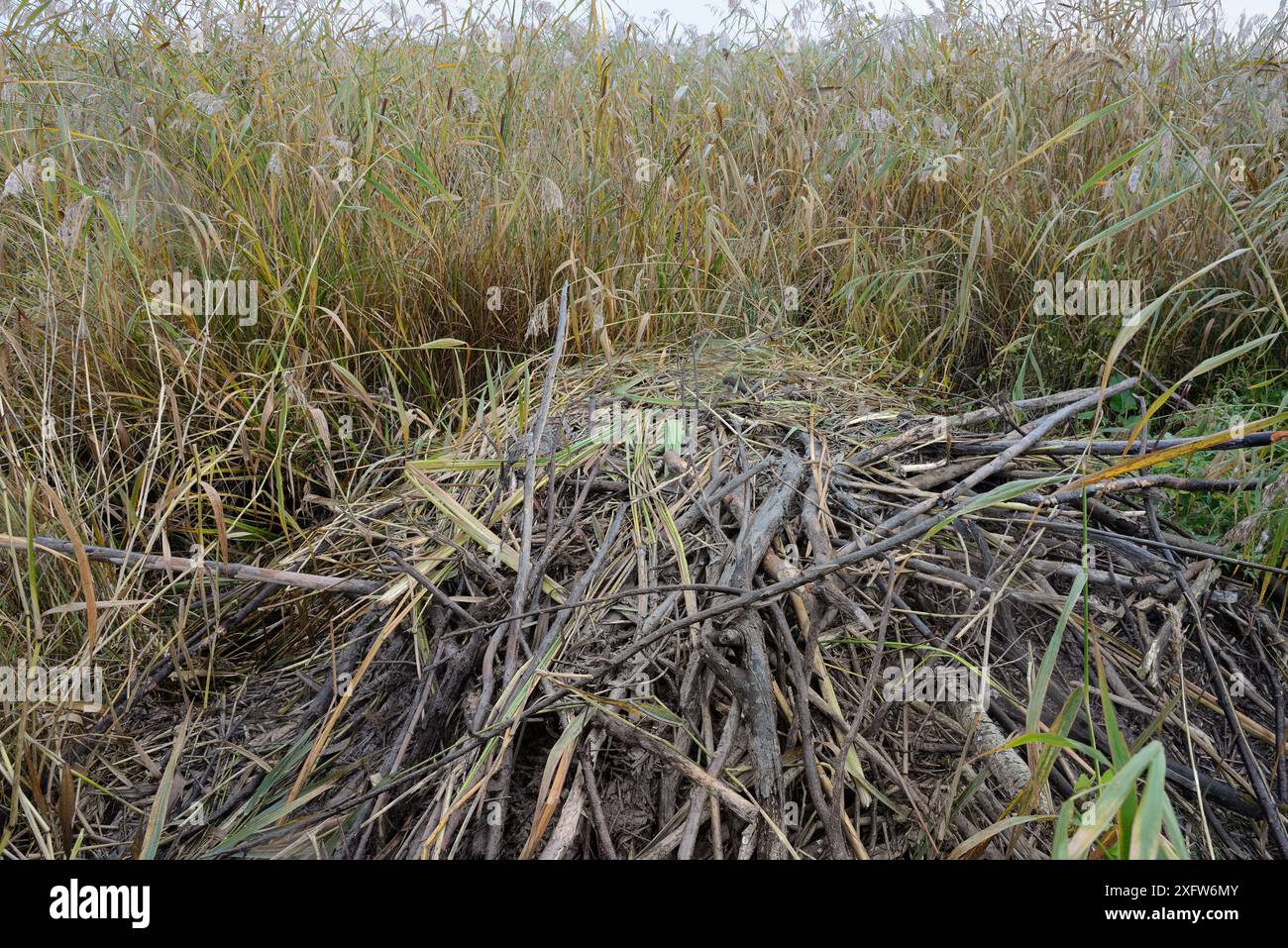 Lodge built with tree branches cut and stripped of bark by Eurasian ...