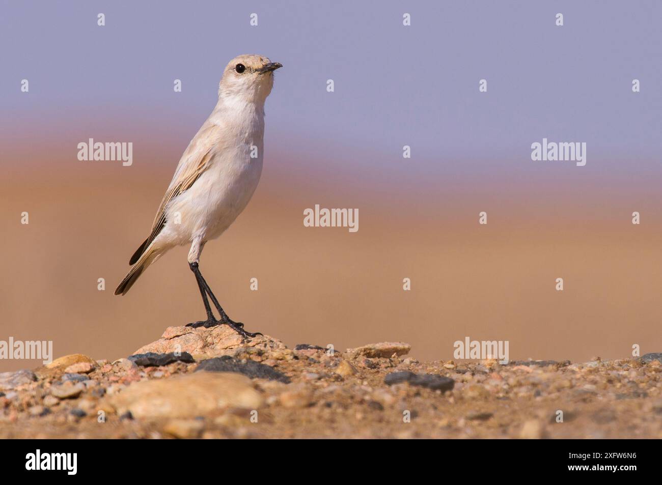Tractrac chat (Emarginata tractrac), a bird endemic to Namib desert and ...