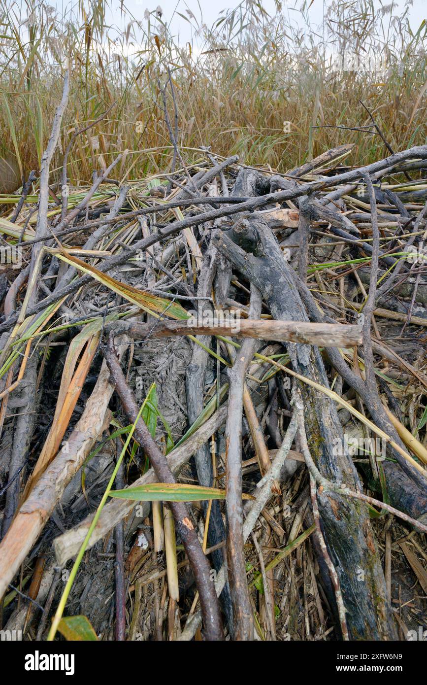 Lodge built with tree branches cut and stripped of bark by Eurasian ...