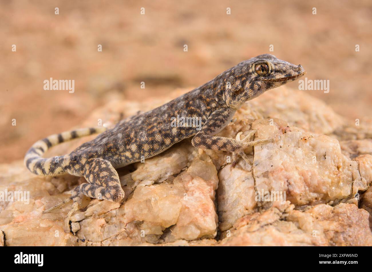 Common Namib day gecko (Rhoptropus afer), basking on a rock, Swakopmund ...