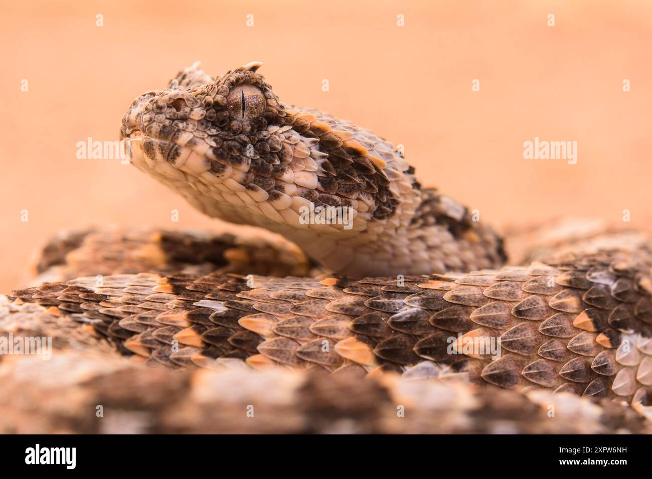 Horned adder bitis caudalis hi-res stock photography and images - Alamy