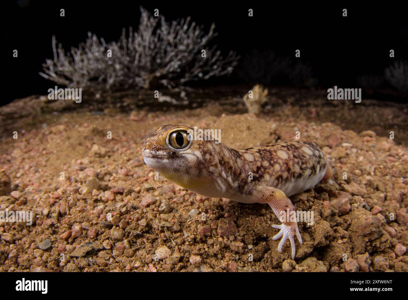 Whistling gecko hi-res stock photography and images - Alamy