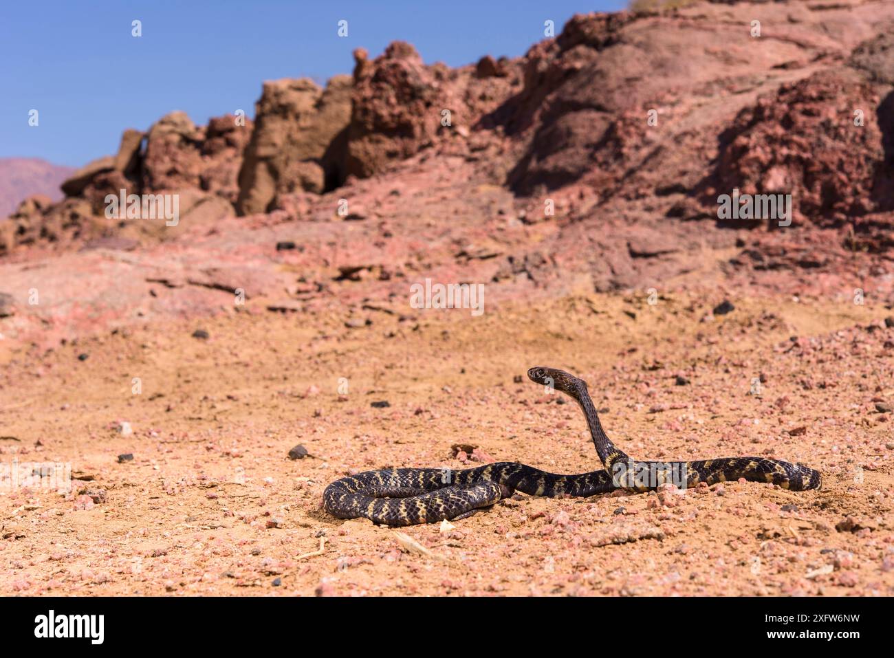 Zebra spitting cobra (Naja nigricincta nigricincta), adult, Namibia ...